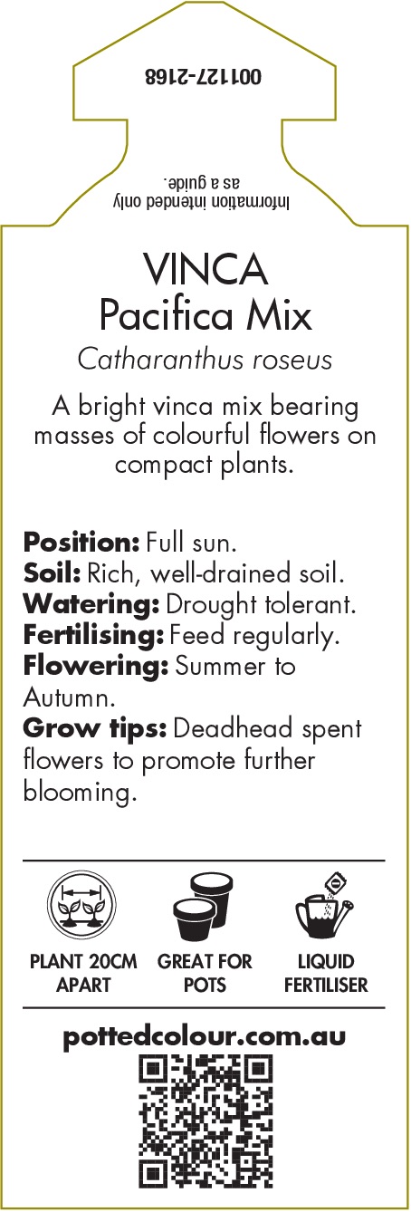 Vinca Pacifica Mix – Colourful & Compact Blooms – Potted Colour