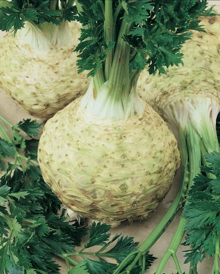 Celeriac – Robust Flavour & Easy to Grow – Potted Colour