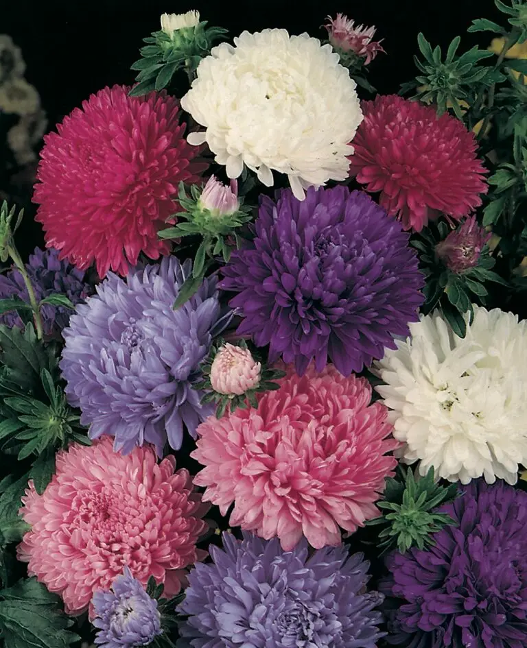 Aster Mixed – Bold Colour Blooms for Summer – Potted Colour
