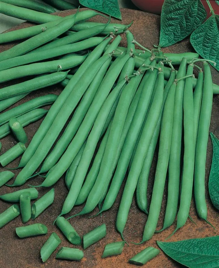 Beans French - Crisp Green Pods for Spring Feasts - Potted Colour