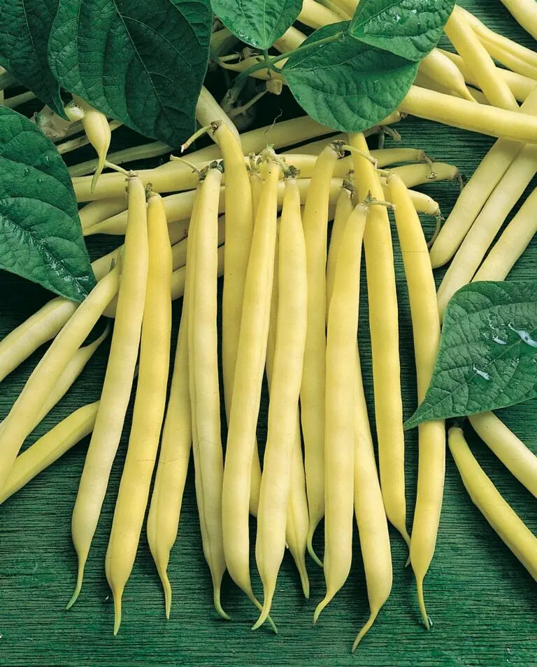 Beans Yellow Butter – Smooth Pods, Big Harvest – Potted Colour