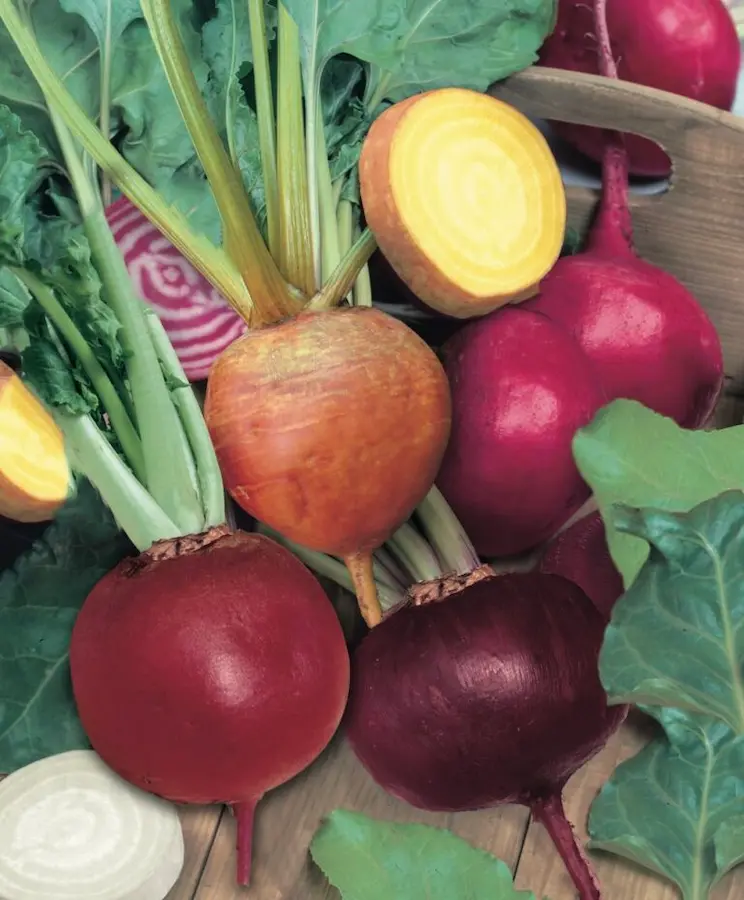 Beetroot Heirloom Rainbow - Colourful Harvest - Potted Colour