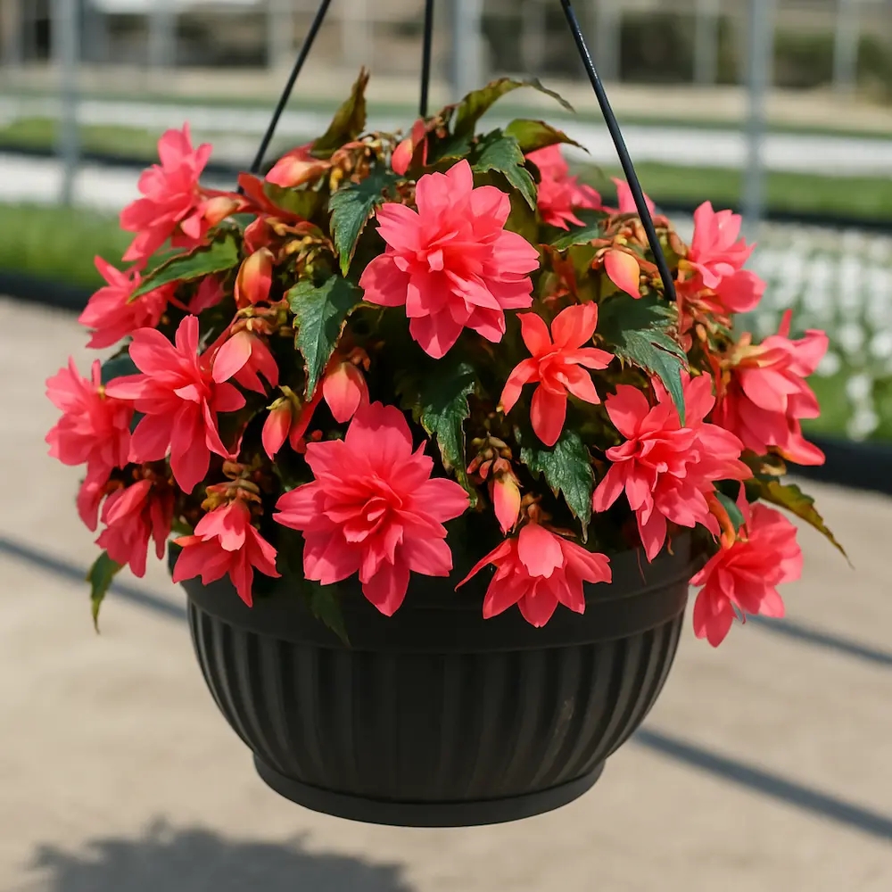 Begonia Funky Pink - Cascades for Alfresco garden - Potted Colour