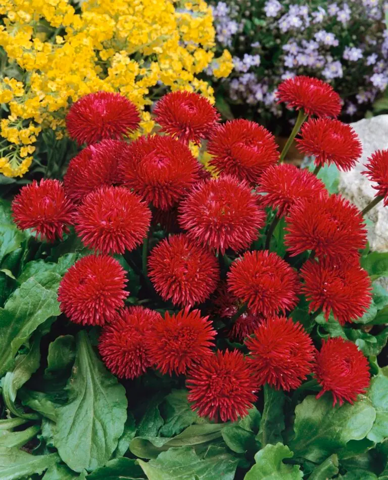 Bellis Red – Bold Pops of Colour for Cool Days – Potted Colour