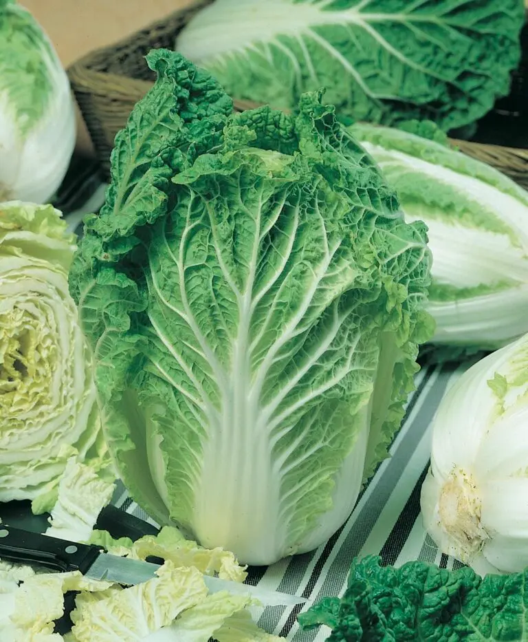 Cabbage Chinese Wombok in your gardens ! - Potted Colour