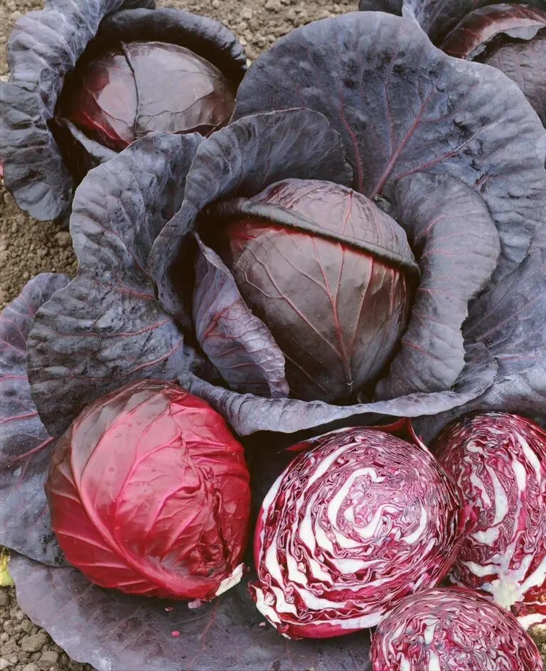 Cabbage Red Rookie - Firm, Deep Red Heads - Potted Colour