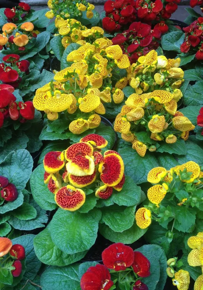 Calceolaria Dainty Mix - Unique Flower, Bold Colour - Potted Colour