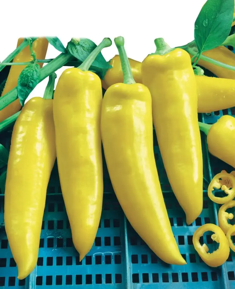 Capsicum Long Yellow – Sweet, Vibrant & Mild – Potted Colour