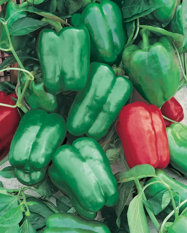 Capsicum Sweet Mama – Bold, Sweet & Reliable – Potted Colour