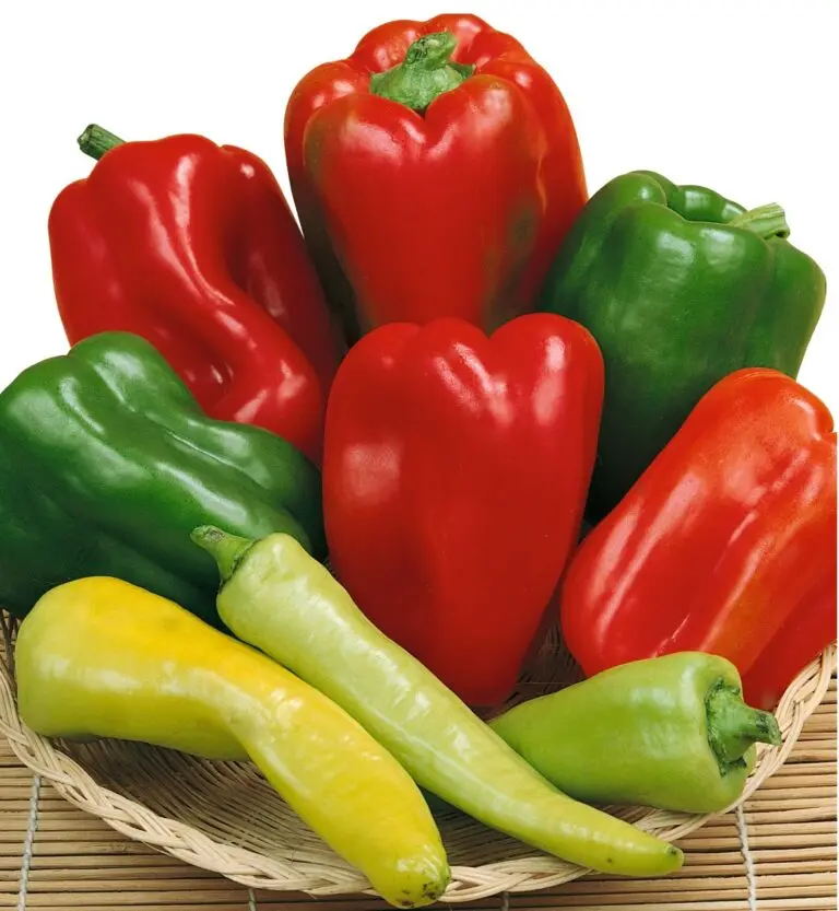Capsicum Sweet Mix – Colourful, Mild & Versatile – Potted Colour
