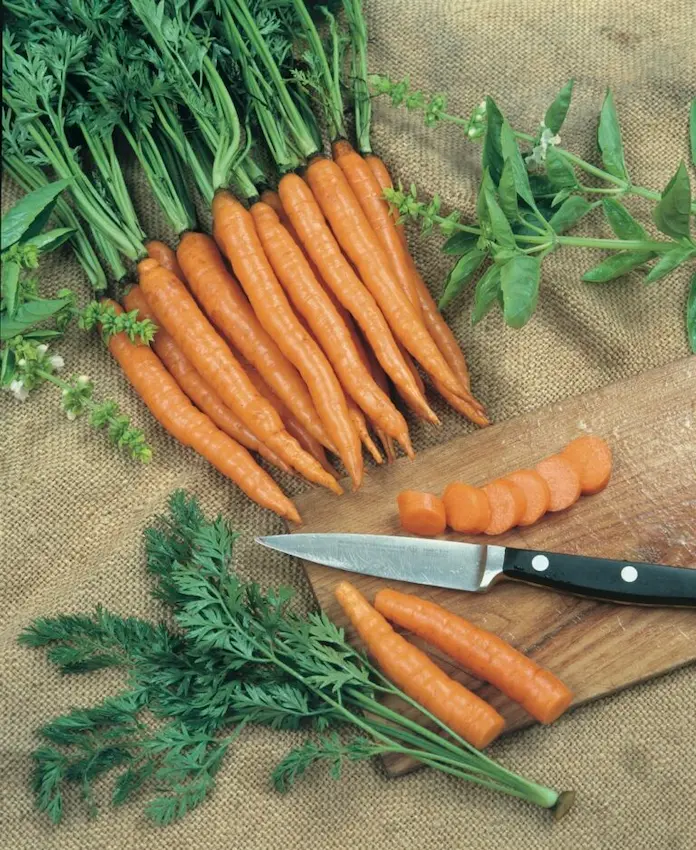 Carrot Little Fingers – Sweet, Tender & Fun to grow – Potted Colour