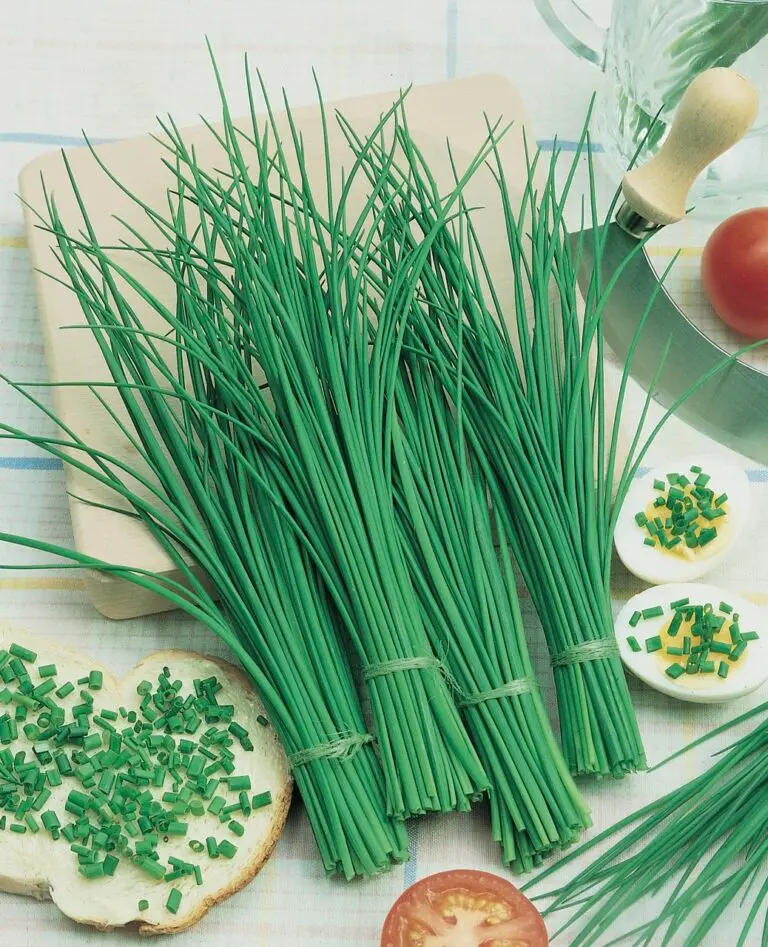 Chives - Add Fresh Flavor to Every Dish - Potted Colour