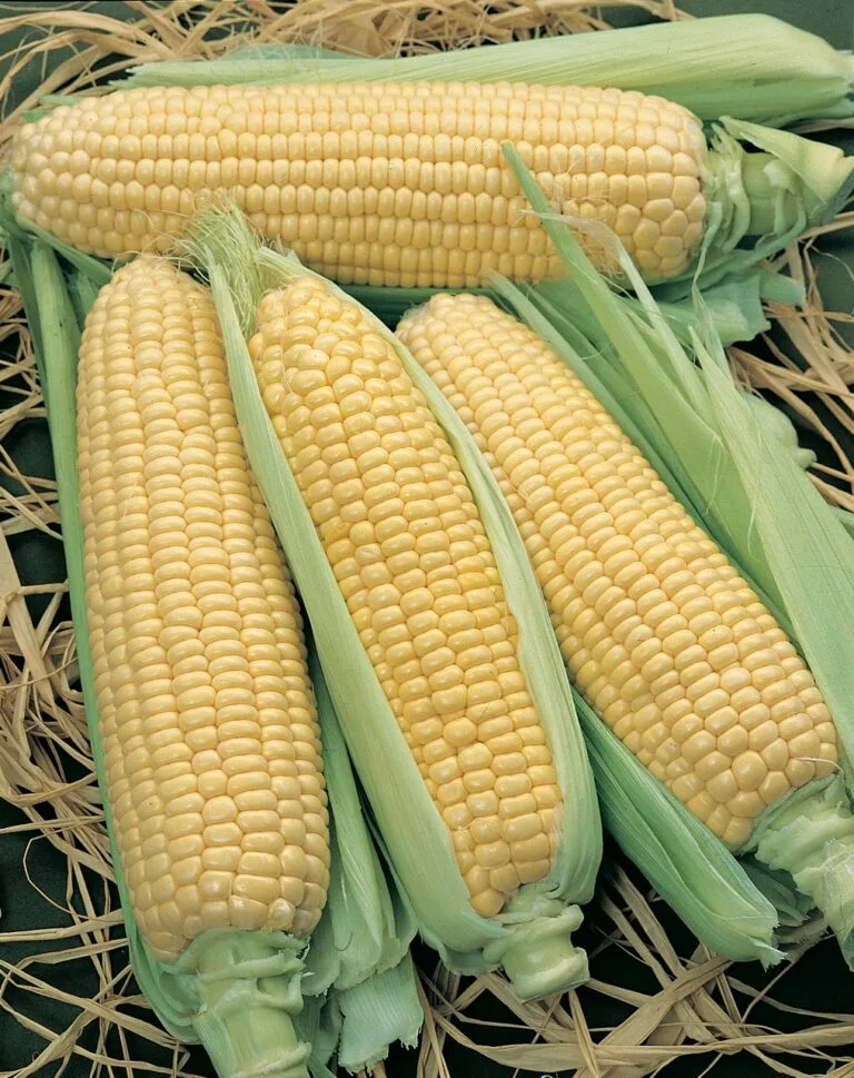 Corn Super Sweet – Juicy, homegrown delight – Potted Colour