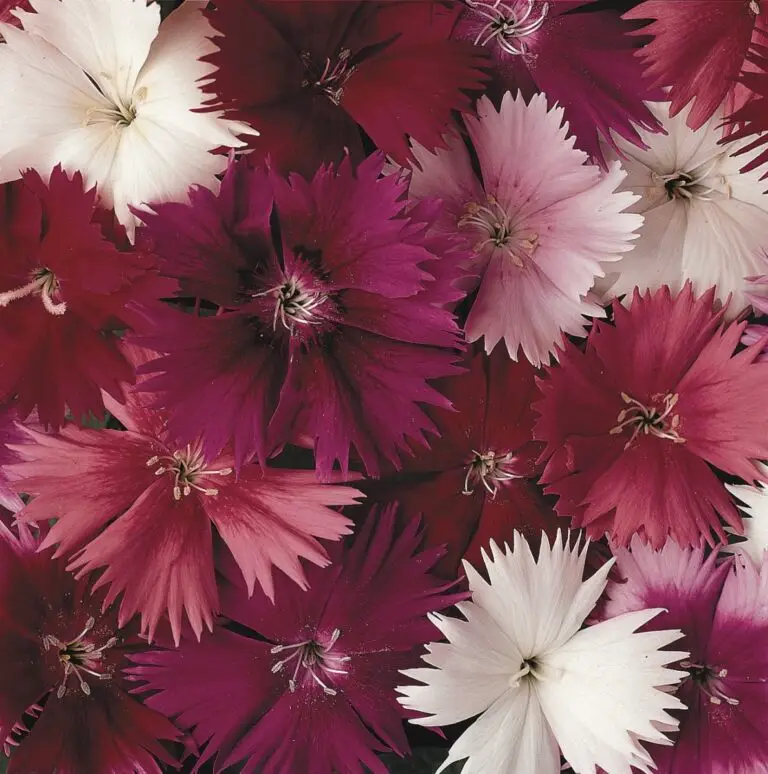 Dianthus Panda Mix – Lasting Colour & Charm – Potted Colour