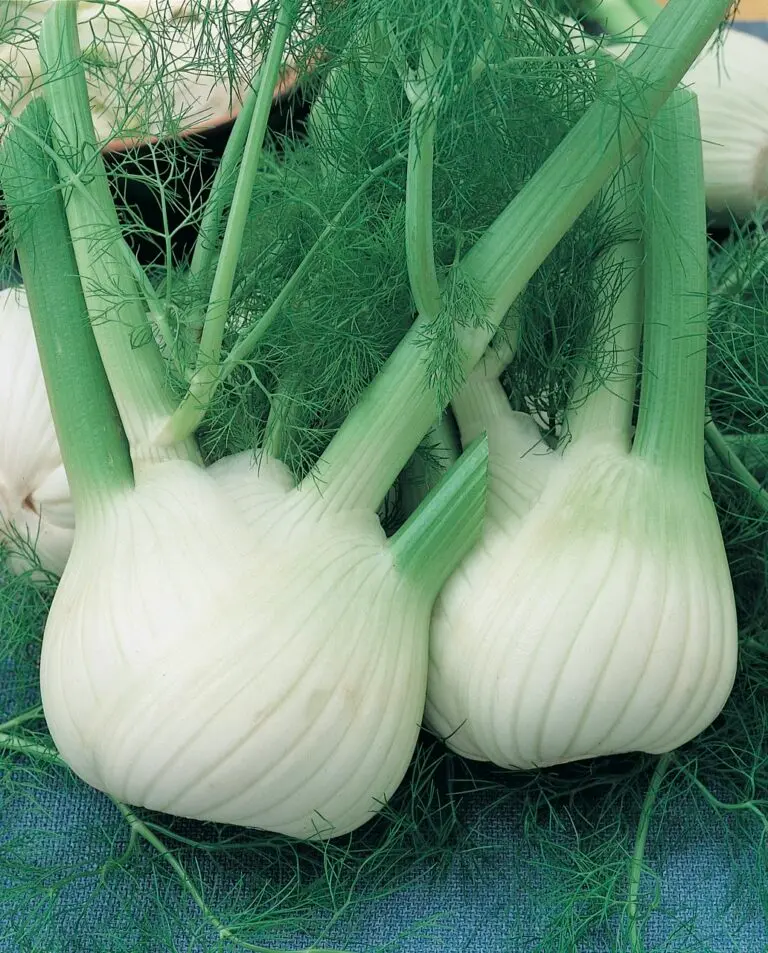 Fennel - Aromatic & Versatile Herb - Potted Colour