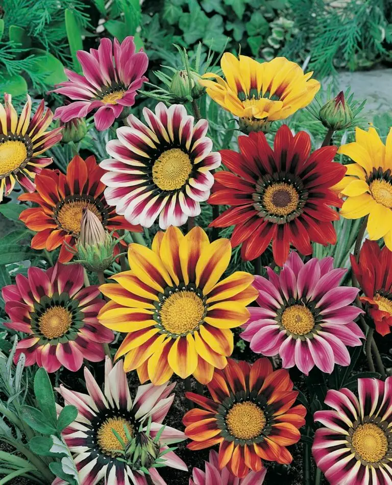 Gazania Mix – Vivid Blooms with Unique Charm – Potted Colour