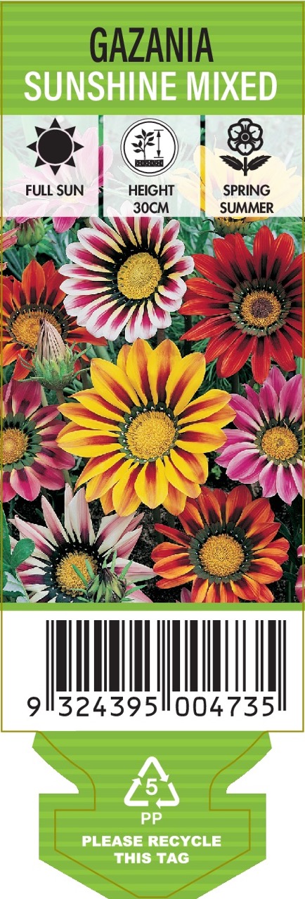 Gazania Mix – Vivid Blooms with Unique Charm – Potted Colour