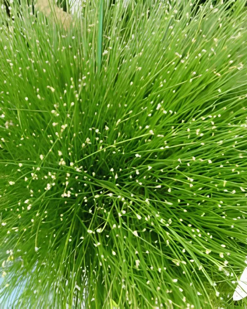 Grass Fiber Optic – Playful texture & glow – Potted Colour