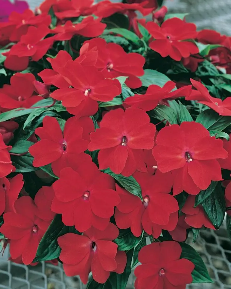 Impatiens Scarlet - Bold Red Blooms for Gardens - Potted Colour