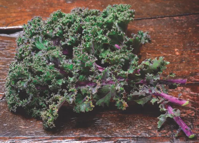 Kale Red Russian - Nutritious & Hardy vegetable - Potted Colour