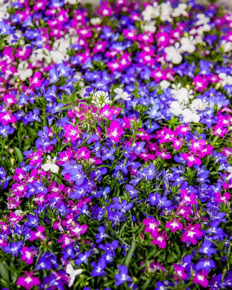 Lobelia Mix – Year-Round Colour Splash – Potted Colour