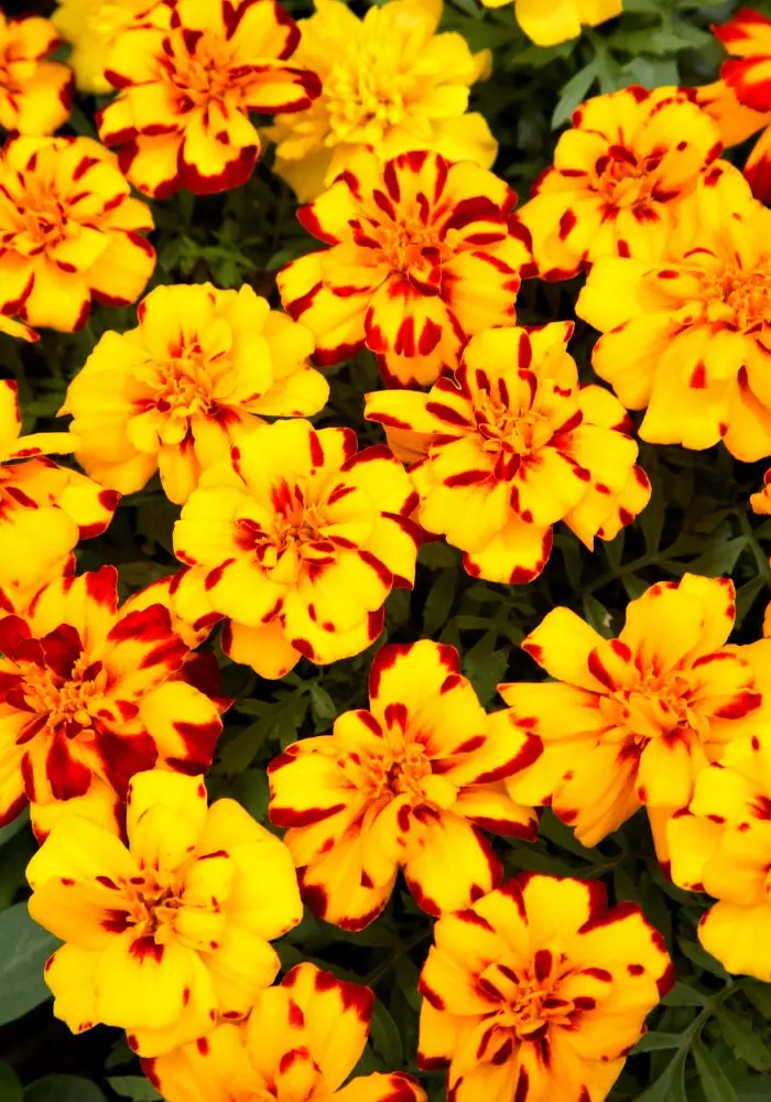 Marigold Bee – Speckled Sunshine Blooms – Potted Colour