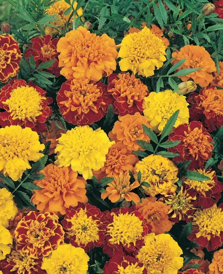 Marigold Dwarf Mixed – Bold Colour Variety – Potted Colour