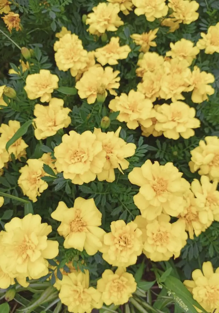 Marigold Lemon Butter – Light & Lovely Touch – Potted Colour