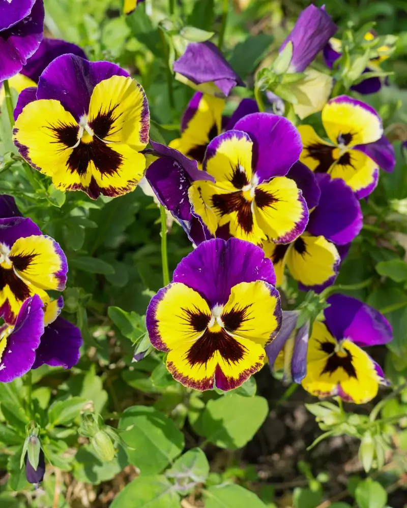 Pansy Violet Crumble – Bold Blooms, Rich Colour – Potted Colour