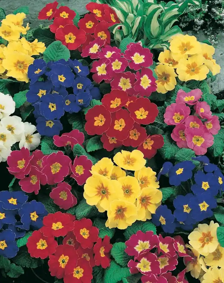 Polyanthus Mix - Early Colour for Spring Gardens - Potted Colour