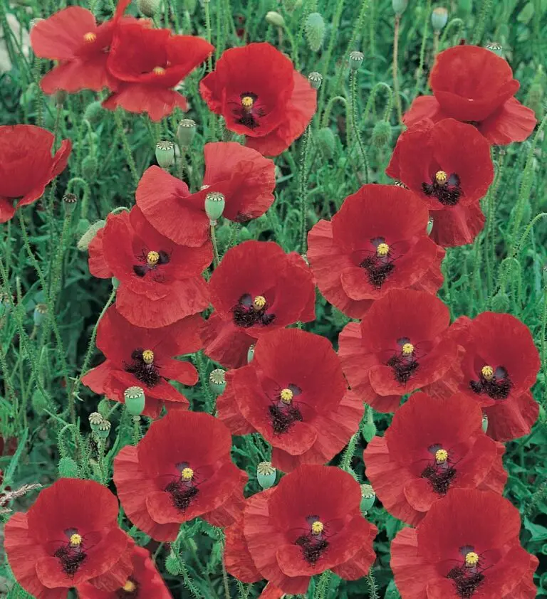 Poppy Flanders Red - Vibrant Garden Beauty - Potted Colour
