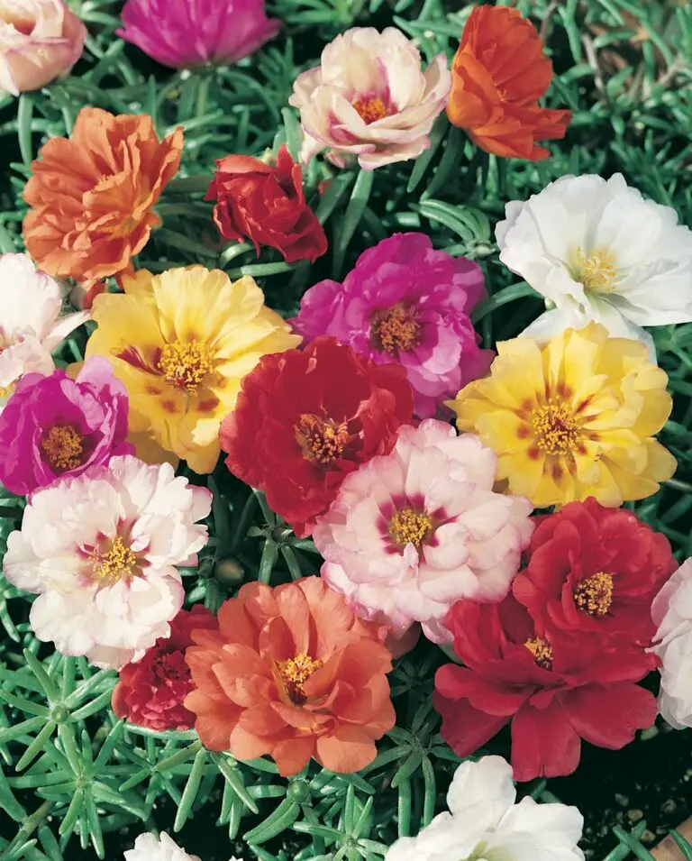 Portulaca Mixed - Dazzling Colours for Gardens - Potted Colour