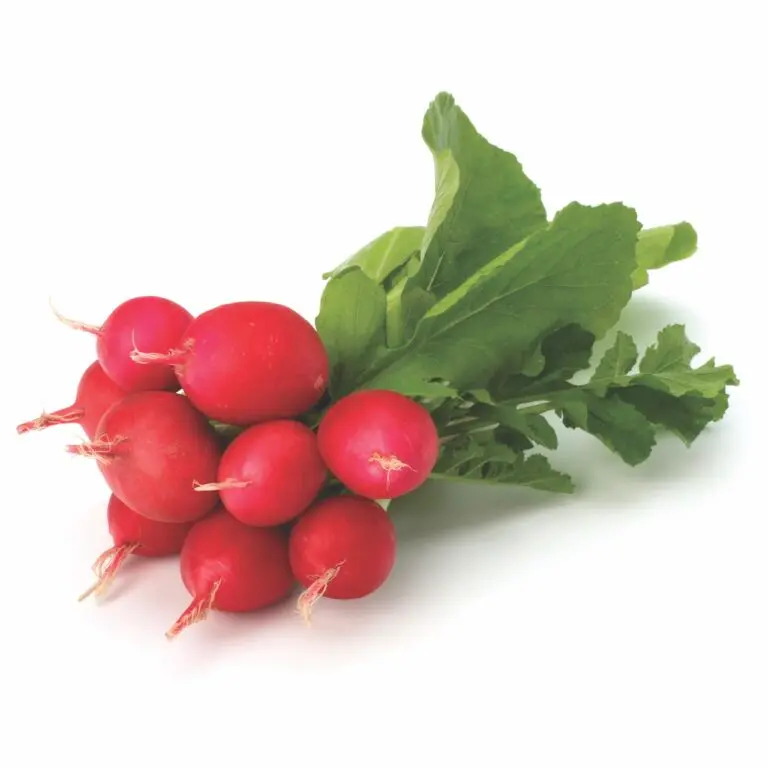 Radish - Crisp, Peppery & Fast-Growing Delight - Potted Colour
