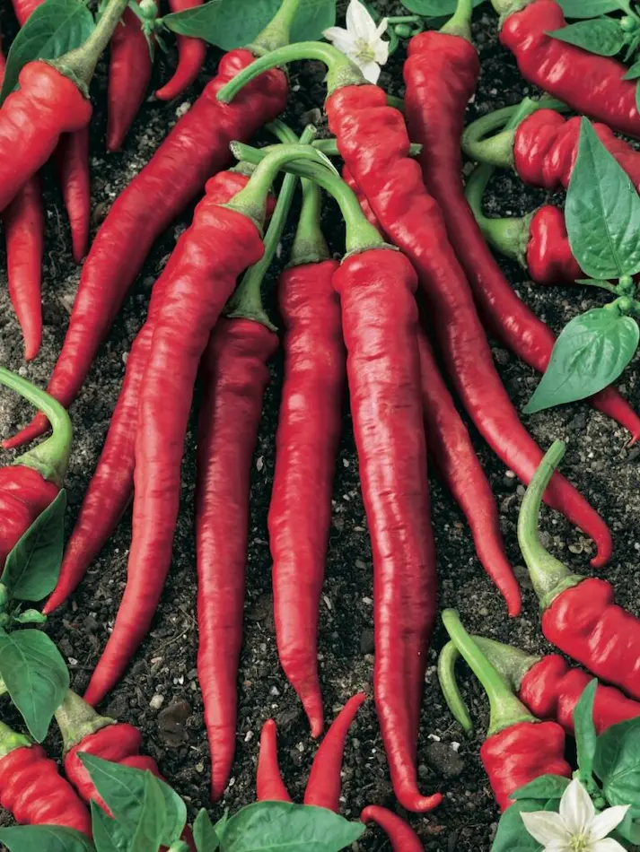 Red Chilli Hot – Flavorful chili pepper for garden - Potted Colour