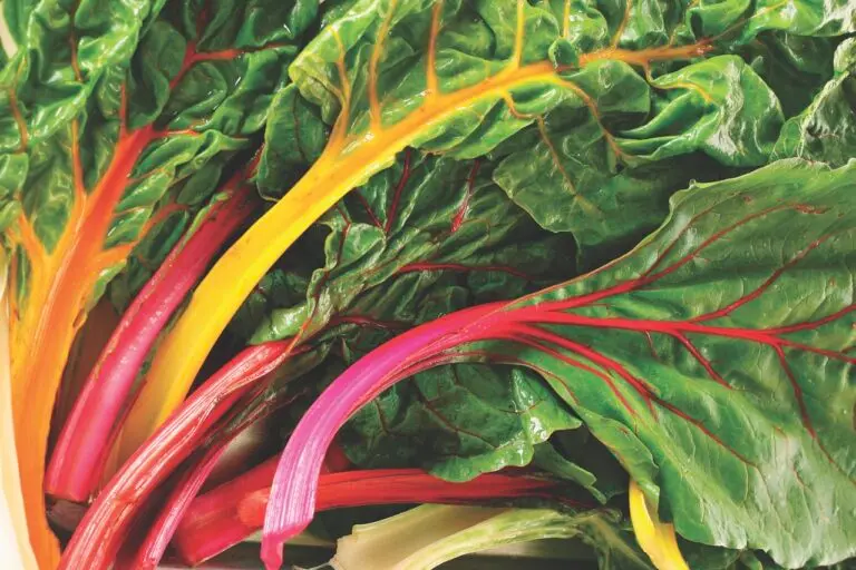 Silverbeet Rainbow – Colourful & Nutritious – Potted Colour