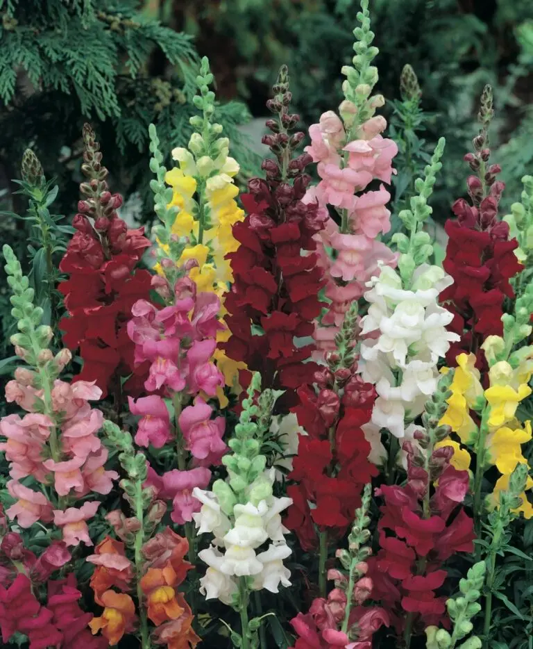 Snapdragon Liberty Mix - Vibrant Spike - Potted Colour