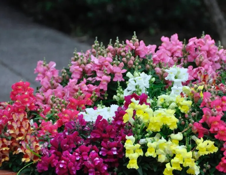 Snapdragon Montego Mixed – Dwarf Blooms for Your Garden