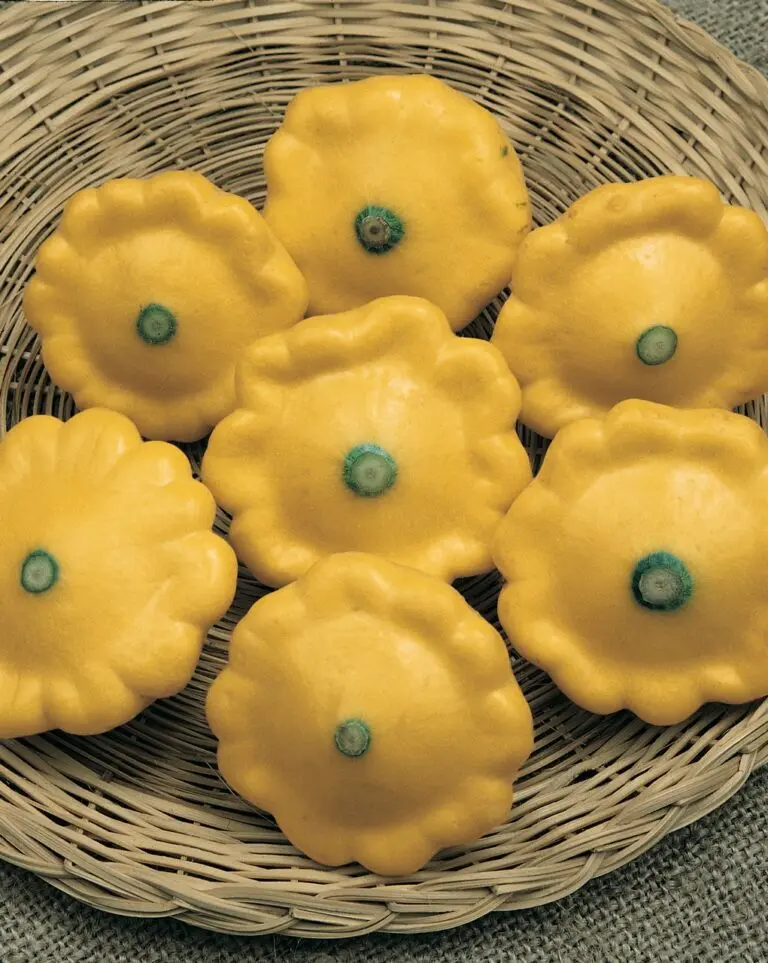 Squash Yellow Button – Bright & Productive – Potted Colour