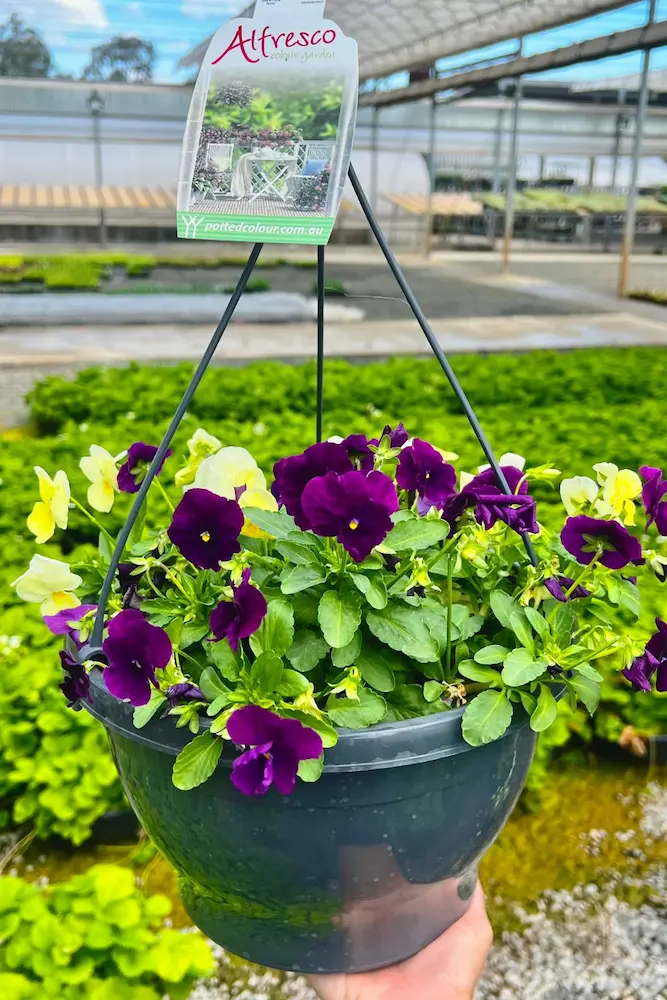 Trailing Pansy - Flowing Color for Hanging Baskets - Potted Colour