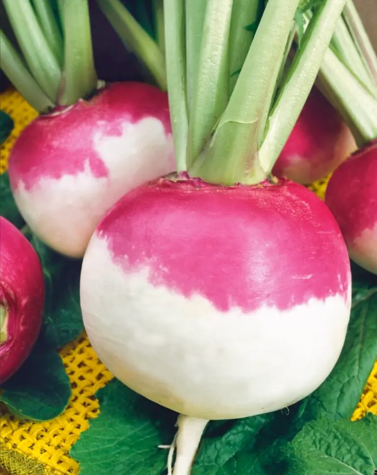 Turnip White Globe - Sweet Roots for All Seasons - Potted Colour