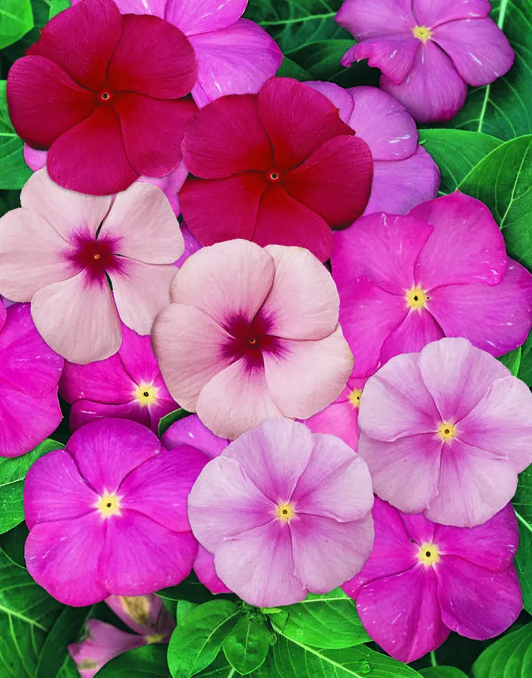 Vinca Lipstick Mix – Bold Blooms, Easy Charm – Potted Colour