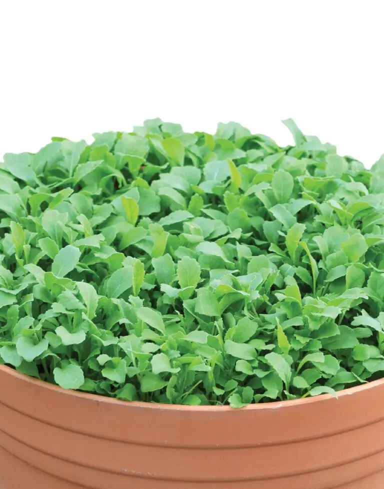 Wasabi Salad Greens - Spicy, Crisp, Easy to Grow - Potted Colour