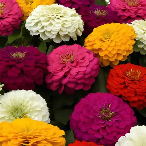 Zinnia Zesty Mix - Vibrant Colours for Gardens - Potted Colour