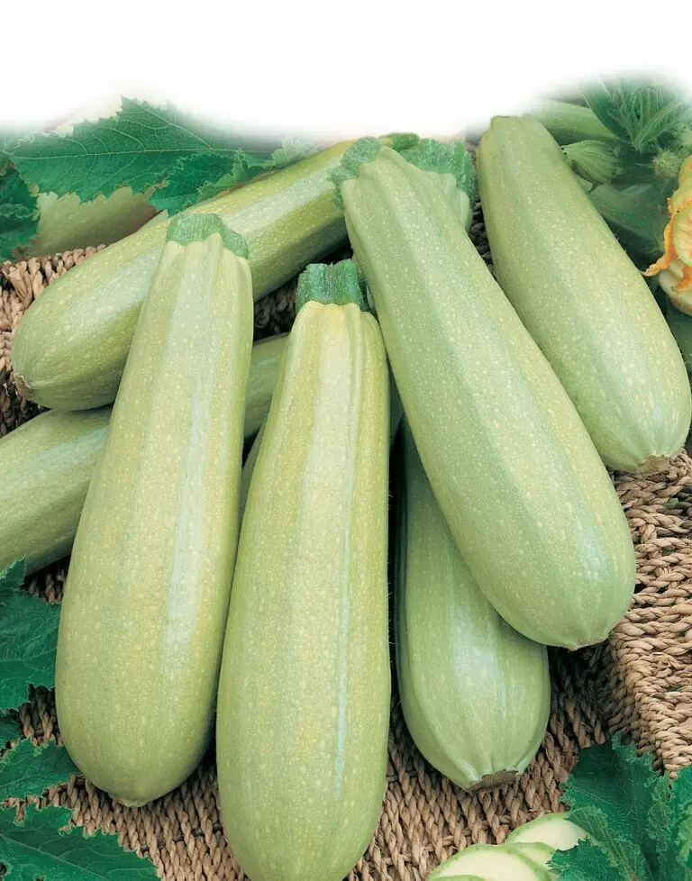 Zucchini Lebanese – Smooth, Tender Fruit – Potted Colour