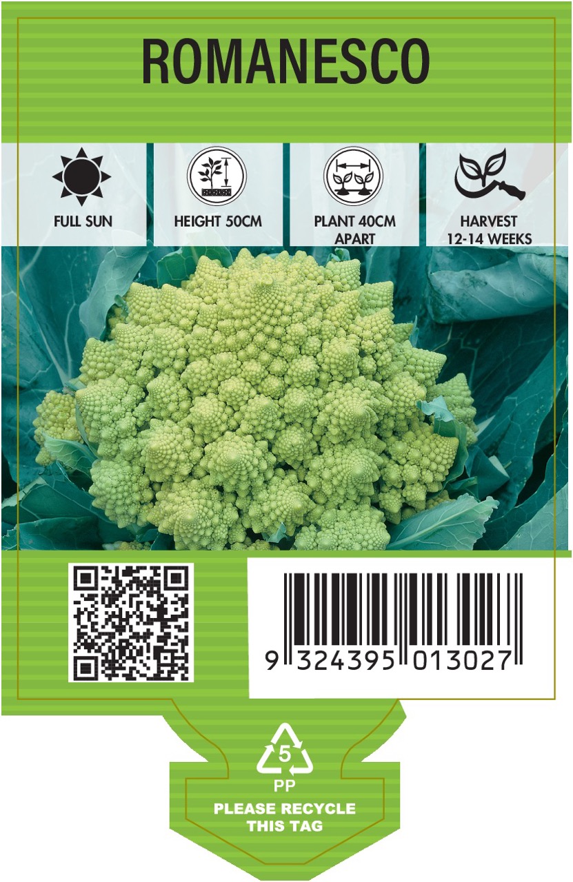 Romanesco – Vibrant Green Vegetable for Gardens | Potted Colour
