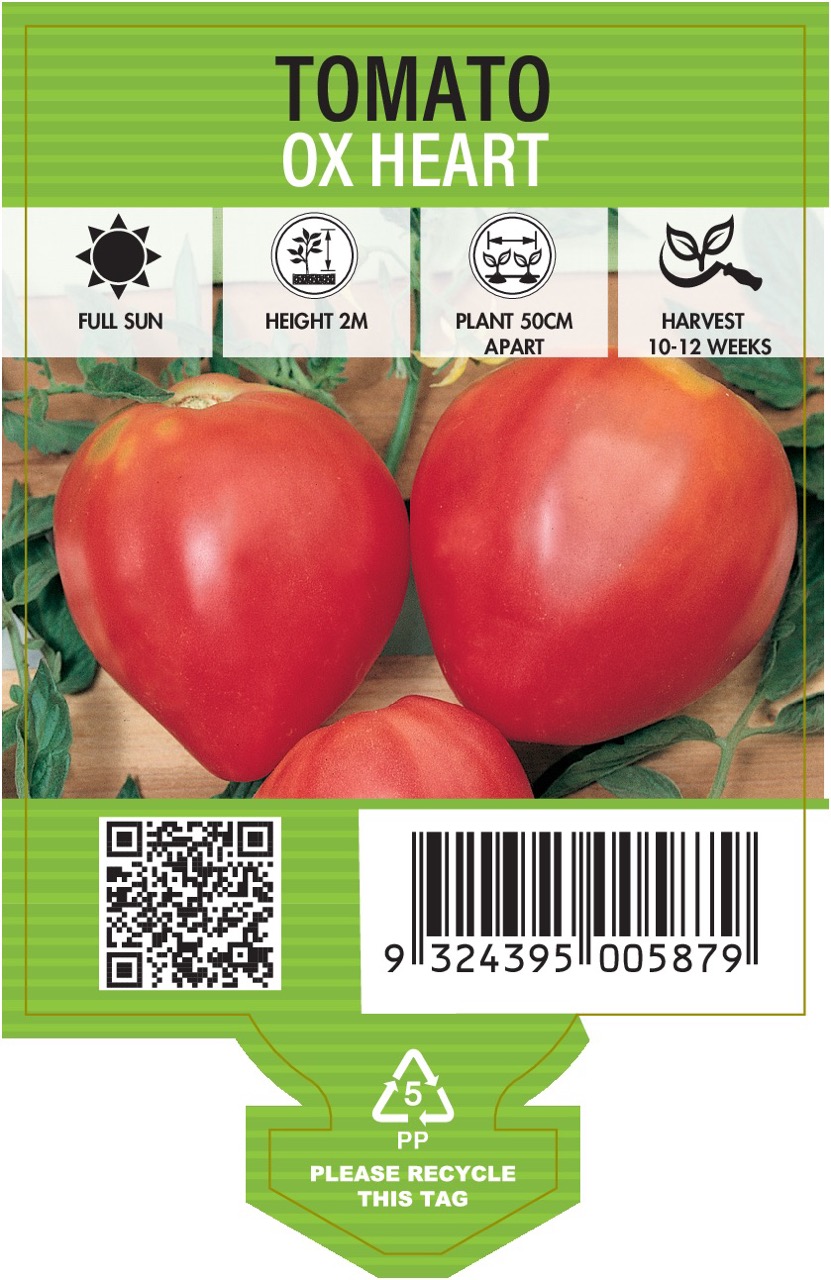 Tomato Ox Heart – Sweet & Meaty Favourite – Potted Colour
