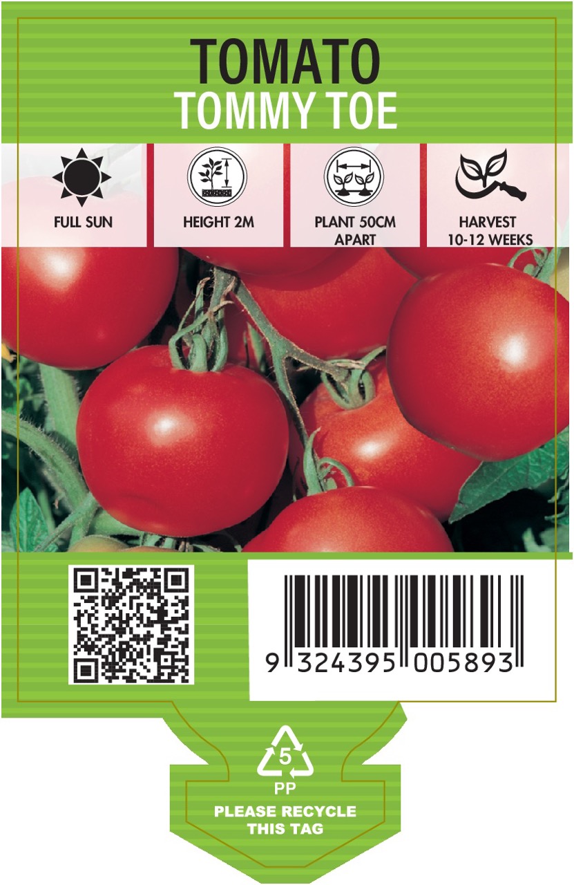 Tomato Tommy Toe - Award-Winning garden classic - Potted Colour