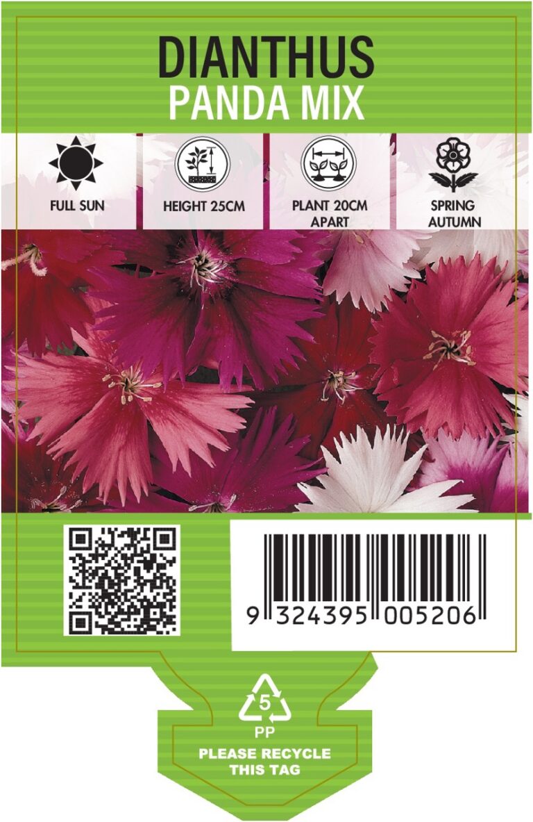 Dianthus Panda Mix – Lasting Colour & Charm – Potted Colour
