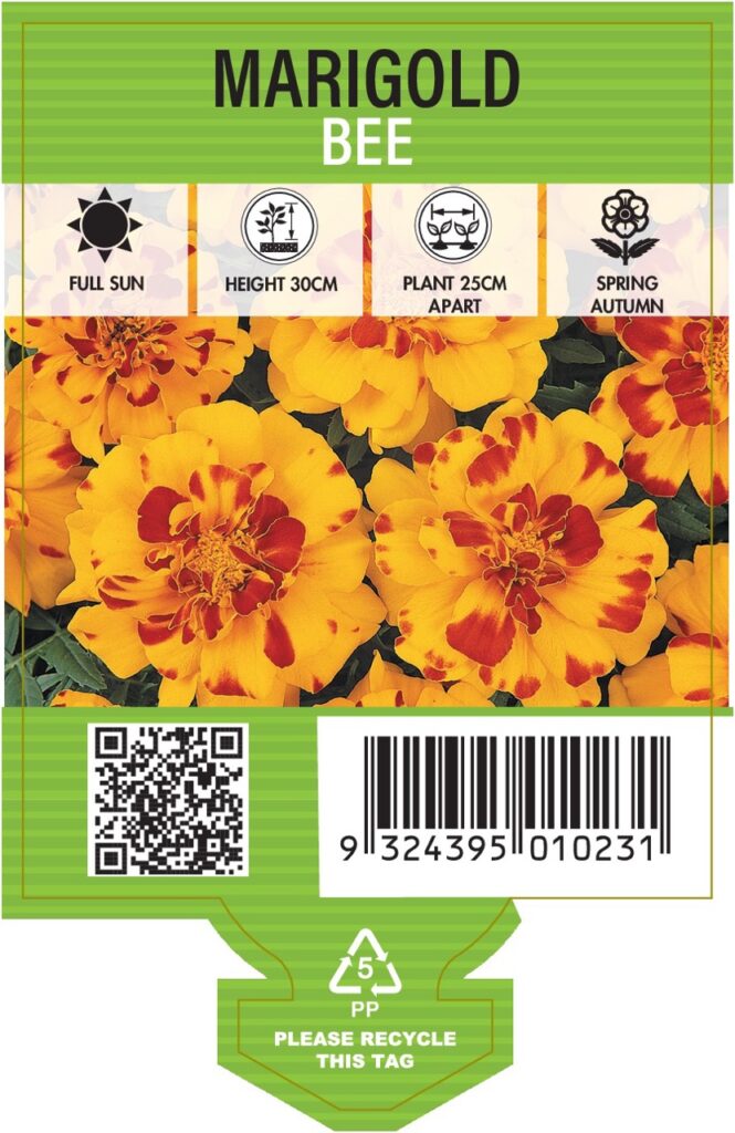 Marigold Bee – Speckled Sunshine Blooms – Potted Colour