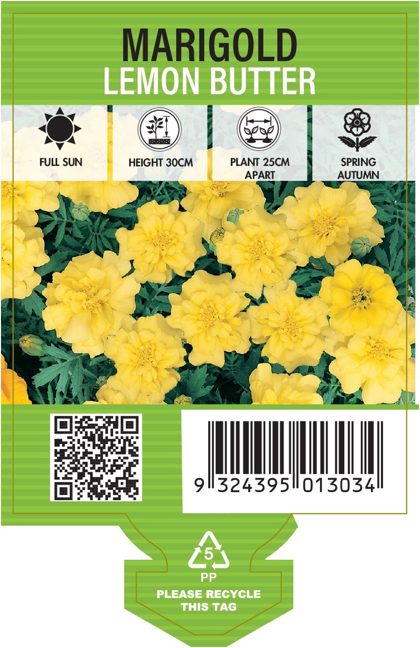 Marigold Lemon Butter – Light & Lovely Touch – Potted Colour